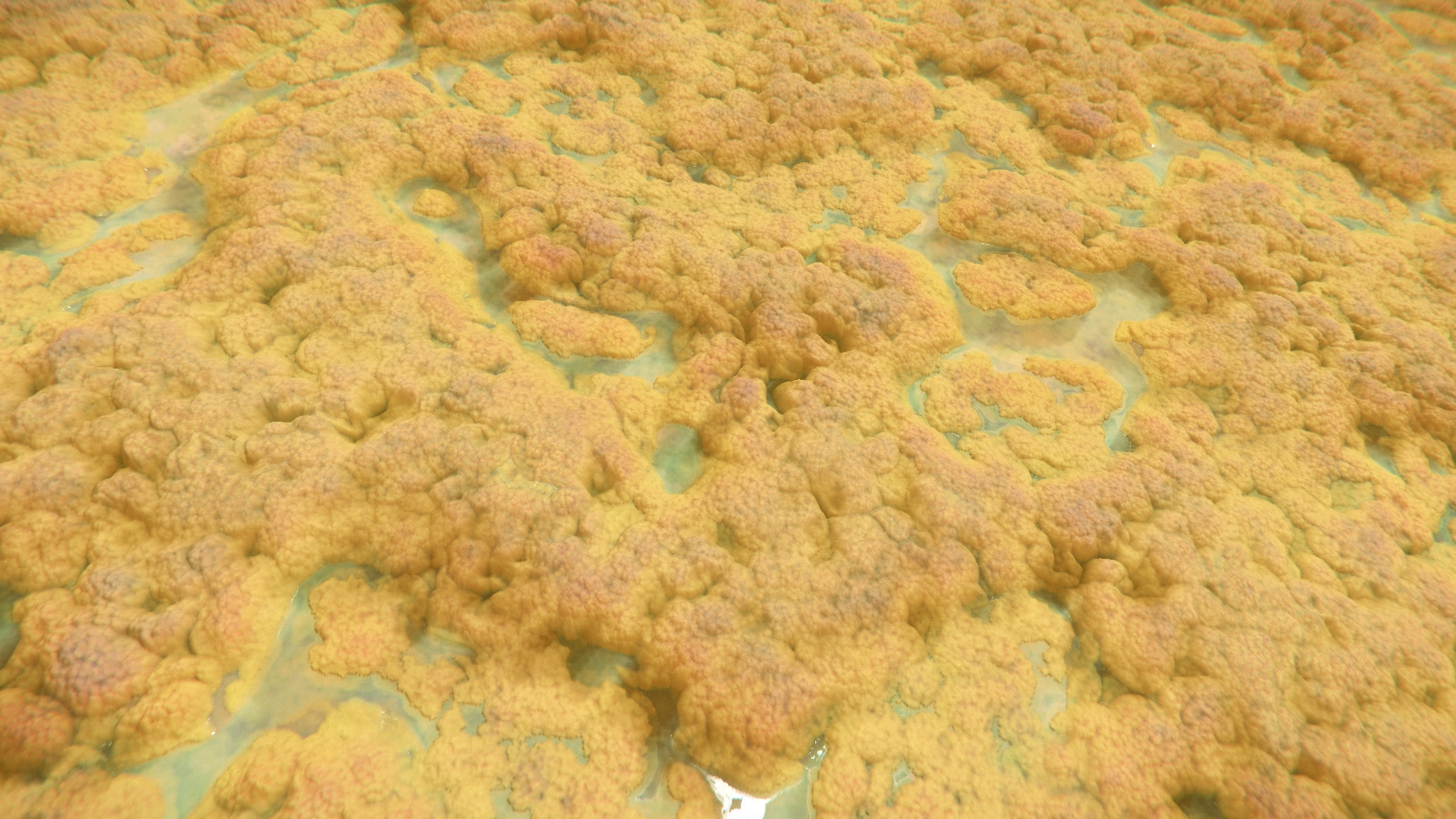 A_BIOMES - NOVA Intergalactic